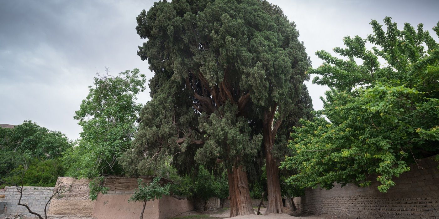 Ancient Giants: Exploring the Oldest Trees on Earth