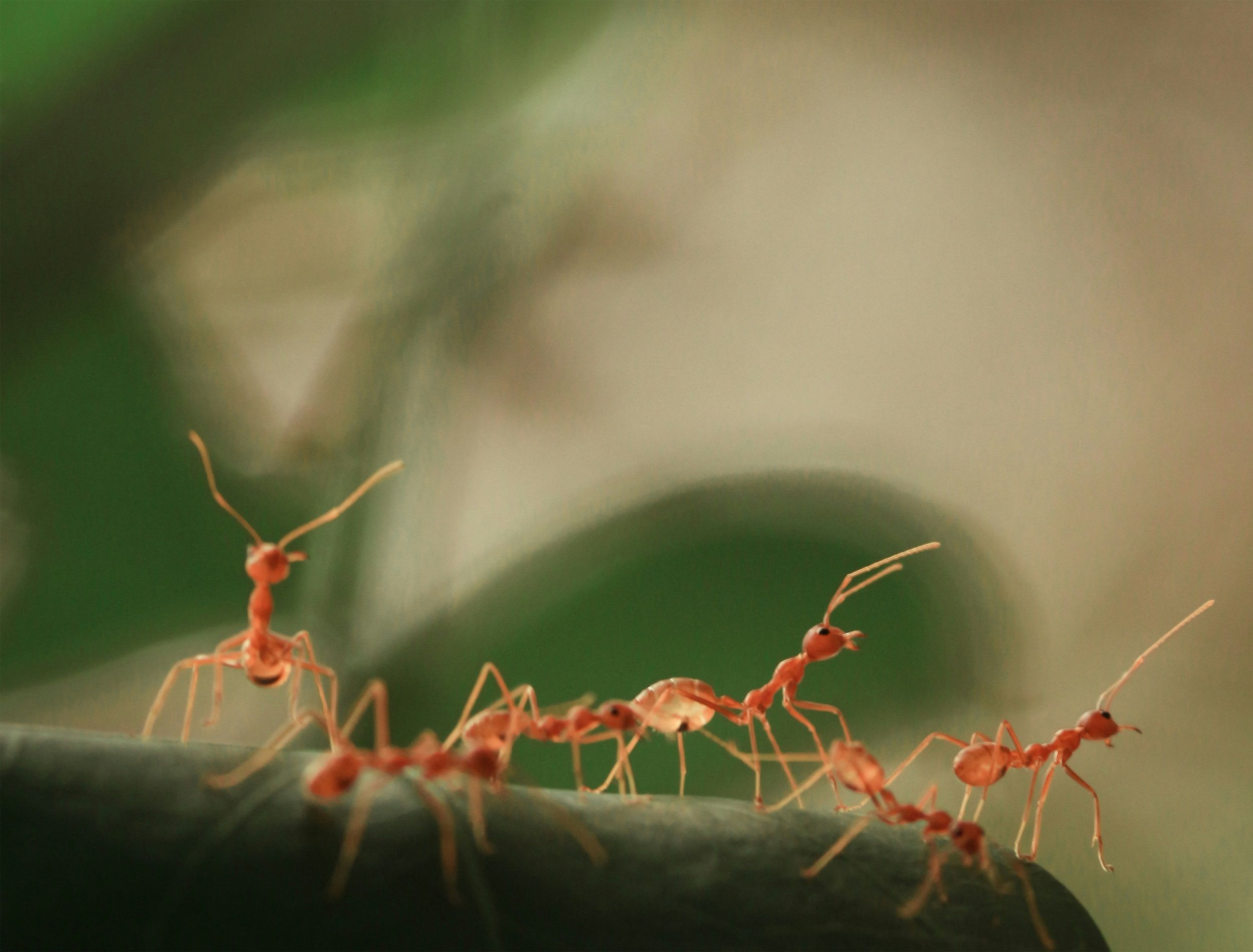 Common Plant Pests That Might Infest You