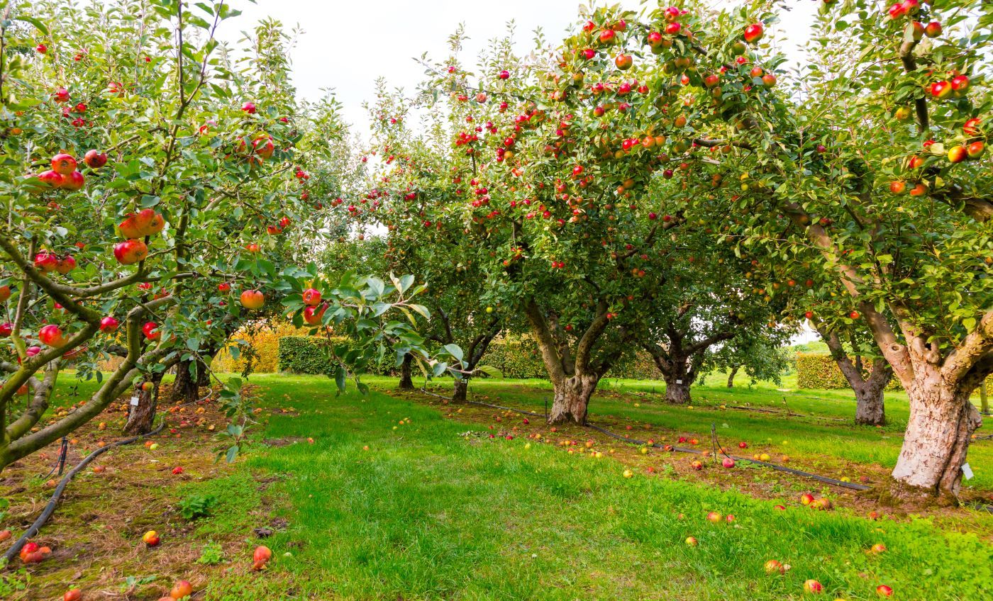 When is the Best Time to Prune Apple Trees in the Midwest: Seasonal ...