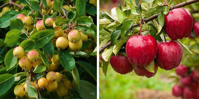 The Story of Johnny Appleseed and His Apple-Growing Impact
