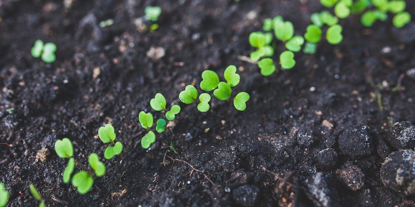 A Complete Guide to Growing Arugula in the Garden