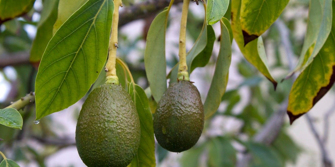 Common Vegetables That Are Fruits and You Never Knew