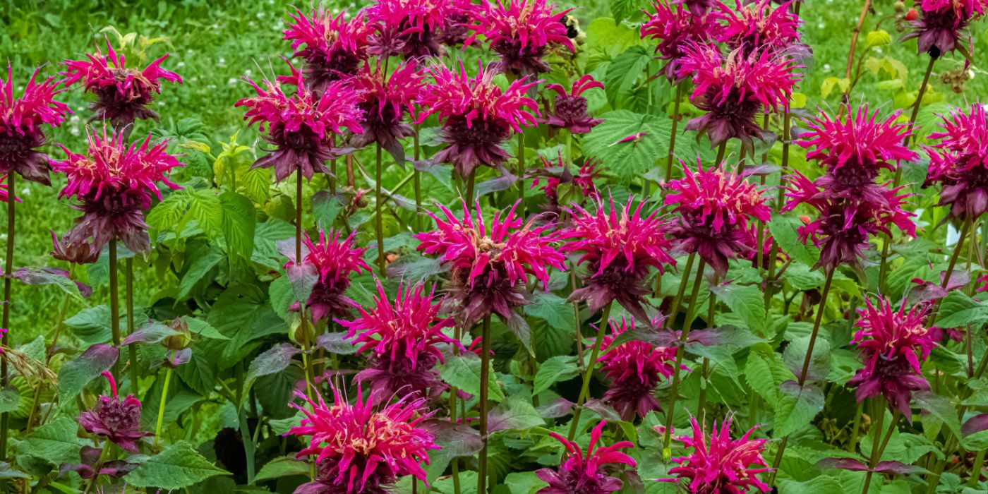 These 10 Resilient Flowers Will Survive the Most Extreme Weather