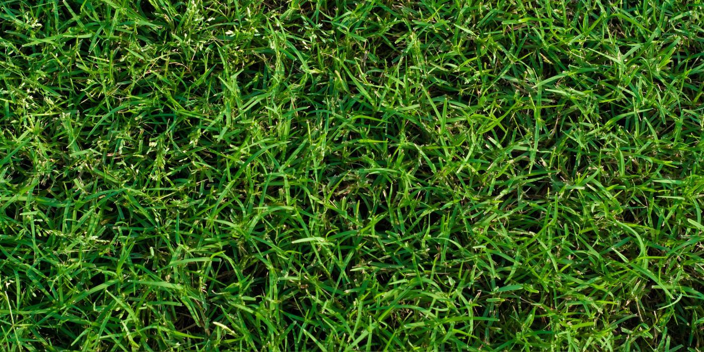 What Are the Best Types of Grass For Your Lawn?