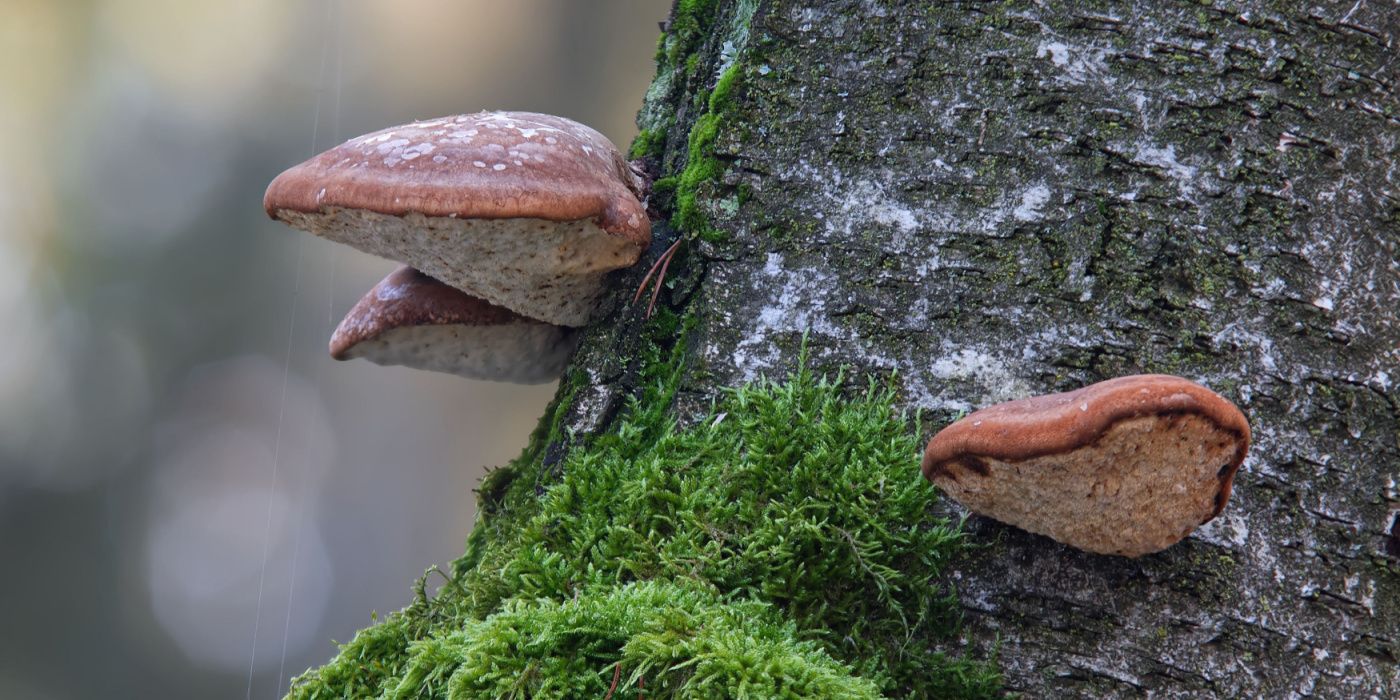 A Guide to Common Winter Mushrooms