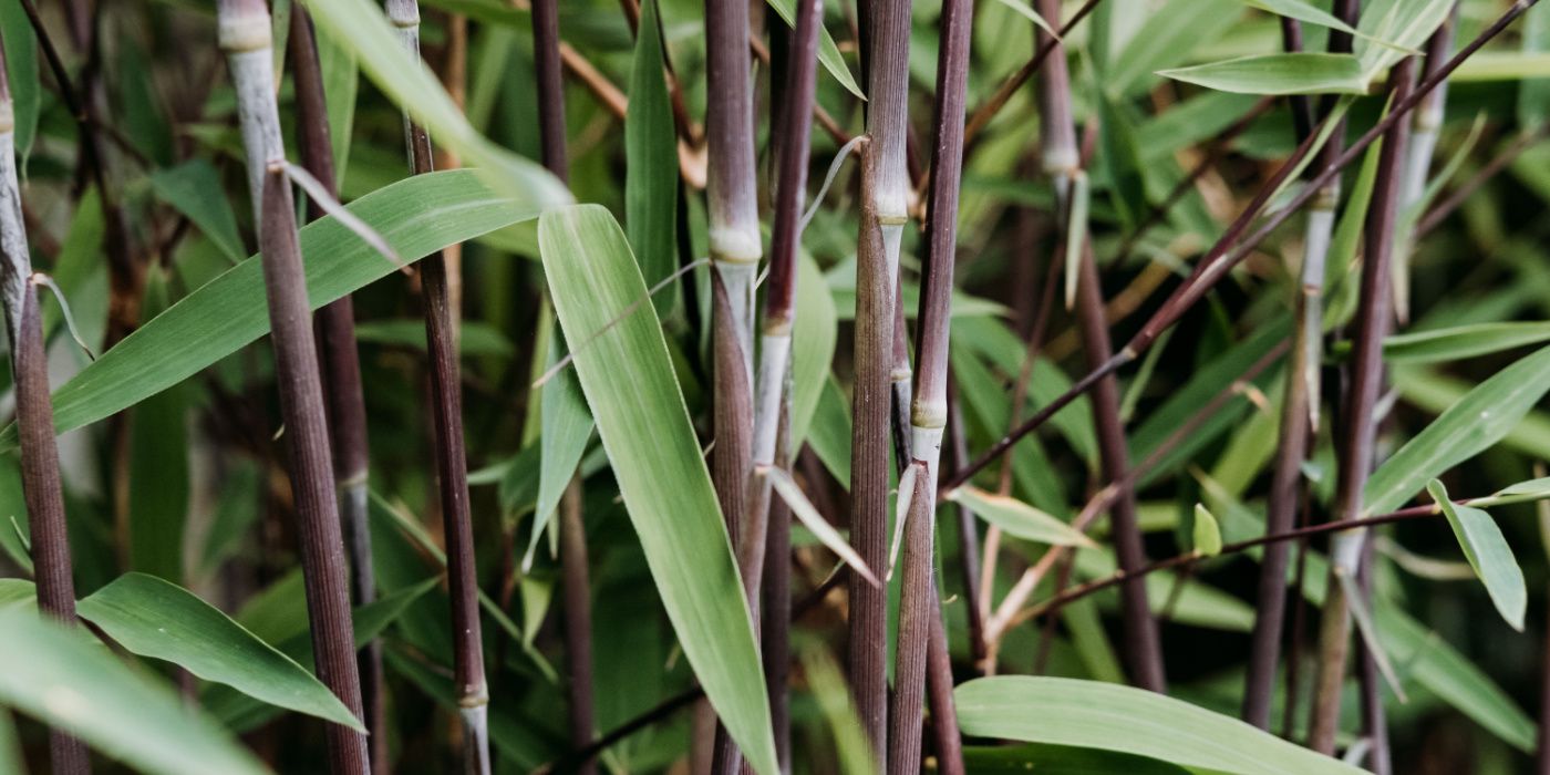 Mastering the Art of Growing and Caring For Black Bamboo