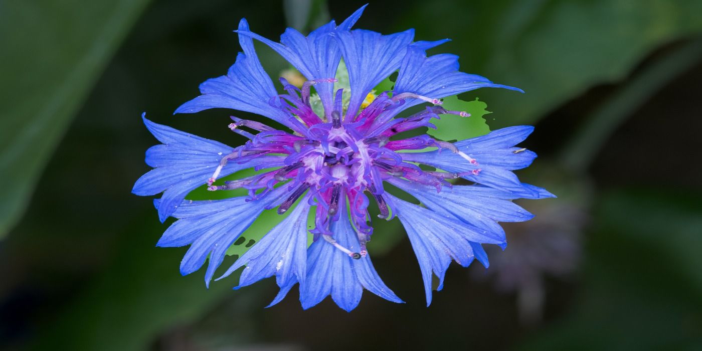 Beyond Roses: Unique Flower Options for Valentine's Day