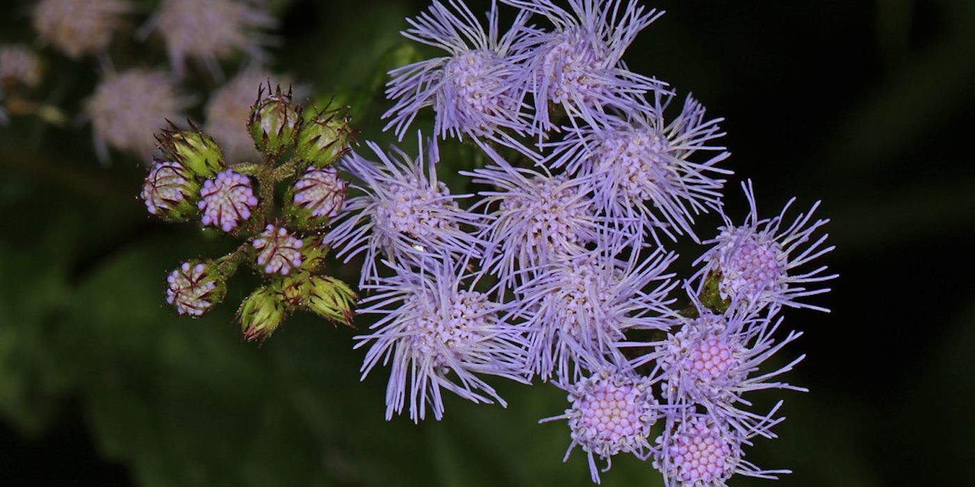 Choose Weather Resistant Plants For Strong Landscaping