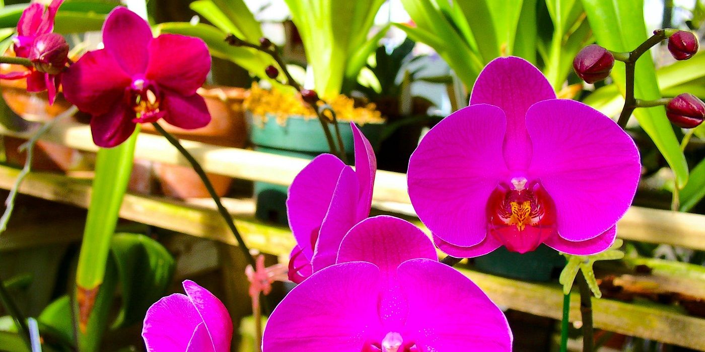 4 Mind-Blowing New Plants Scientists Just Found