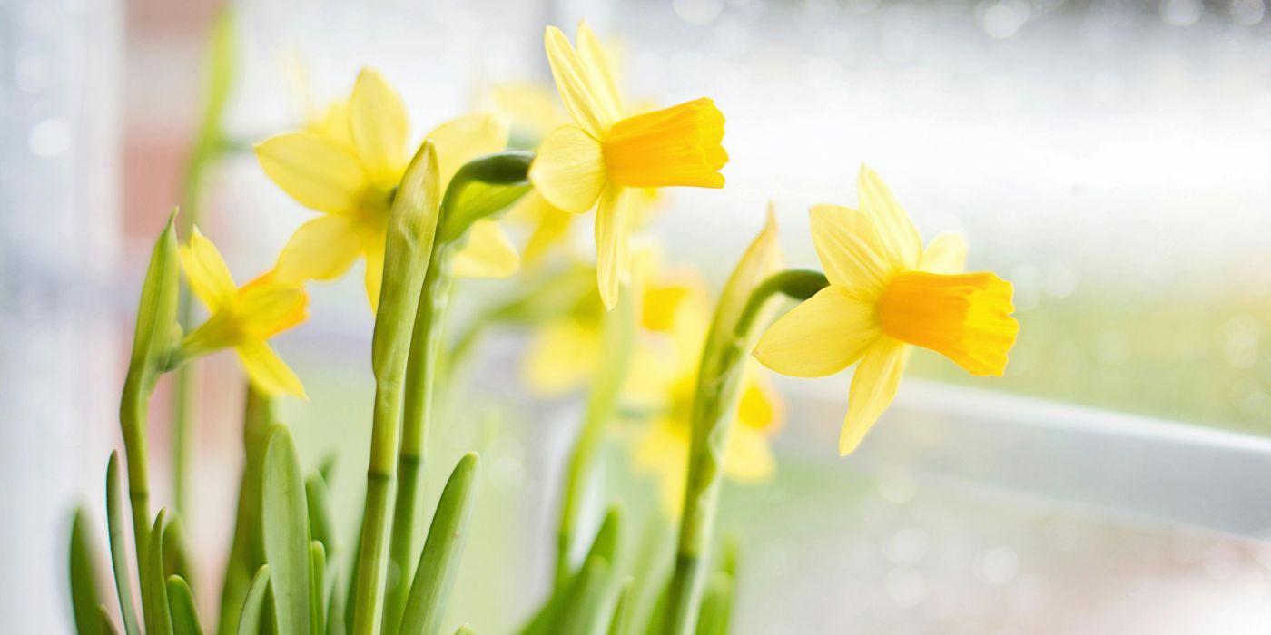 4 Gorgeous Flowers From Greek Myths You Can Cultivate