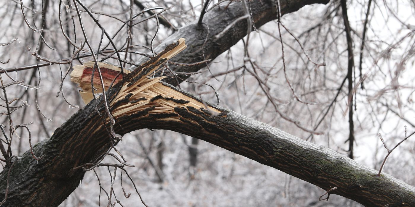 4 Tips to Avoid Plant Damage When Pruning in Winter