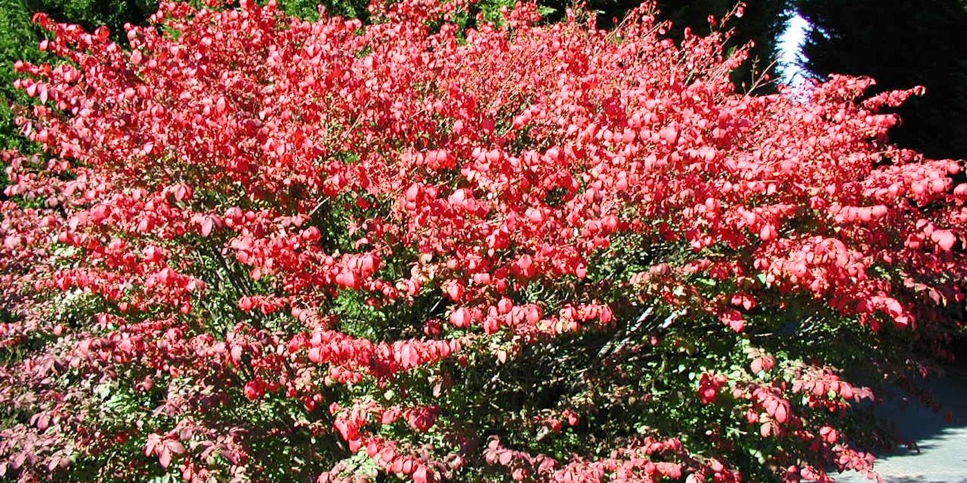 Choose Weather Resistant Plants For Strong Landscaping