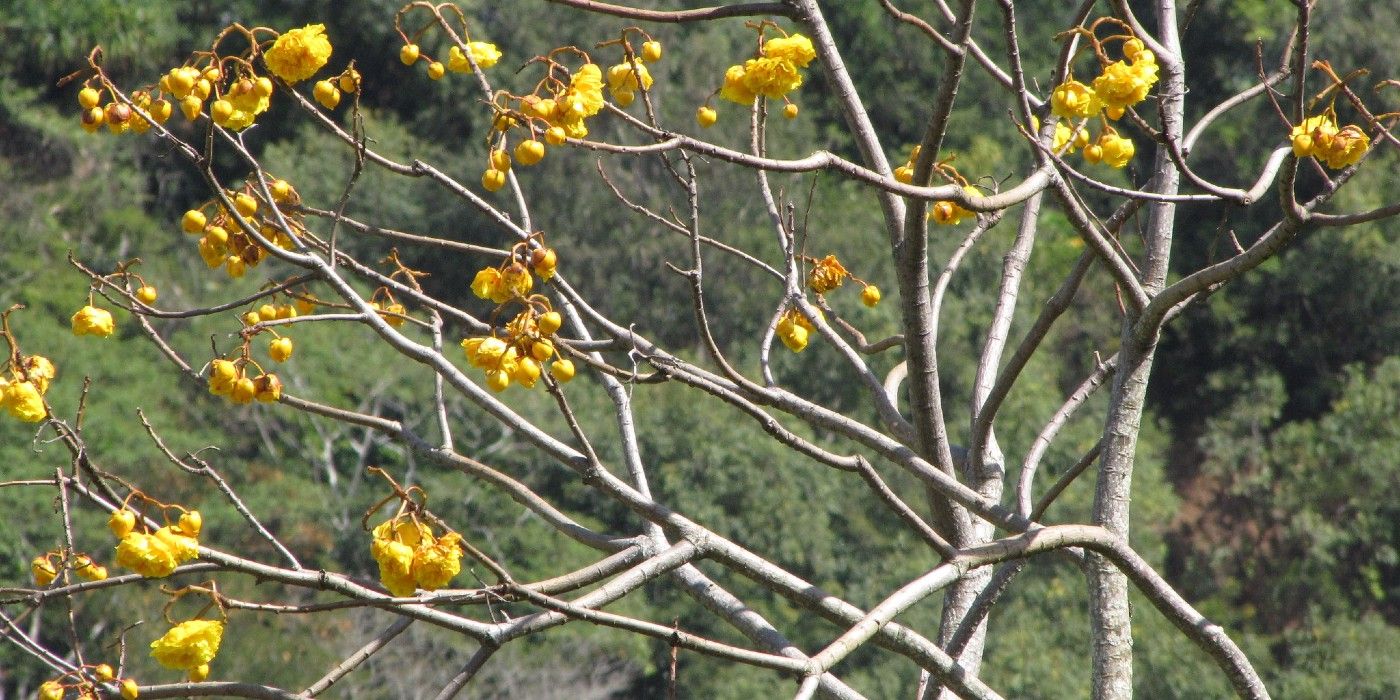 4 Mind-Blowing New Plants Scientists Just Found