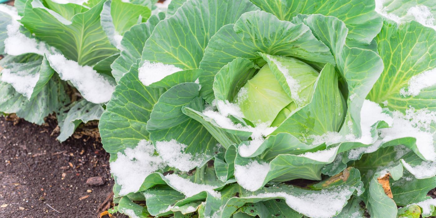 5 Garden Vegetables You Should Start Growing in August
