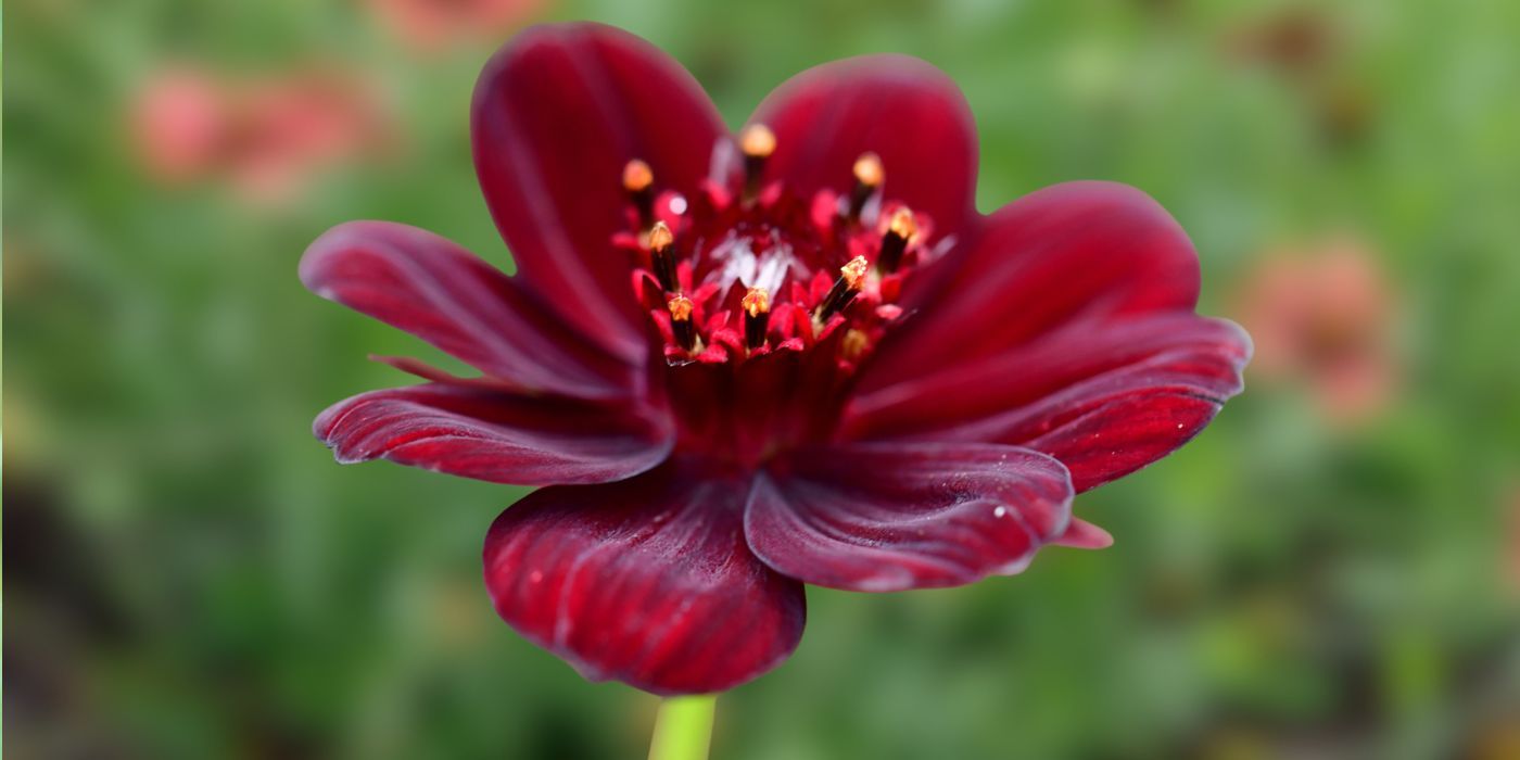 6 Rare and Unique-Looking Flowers to Add to Your Houseplant Collection