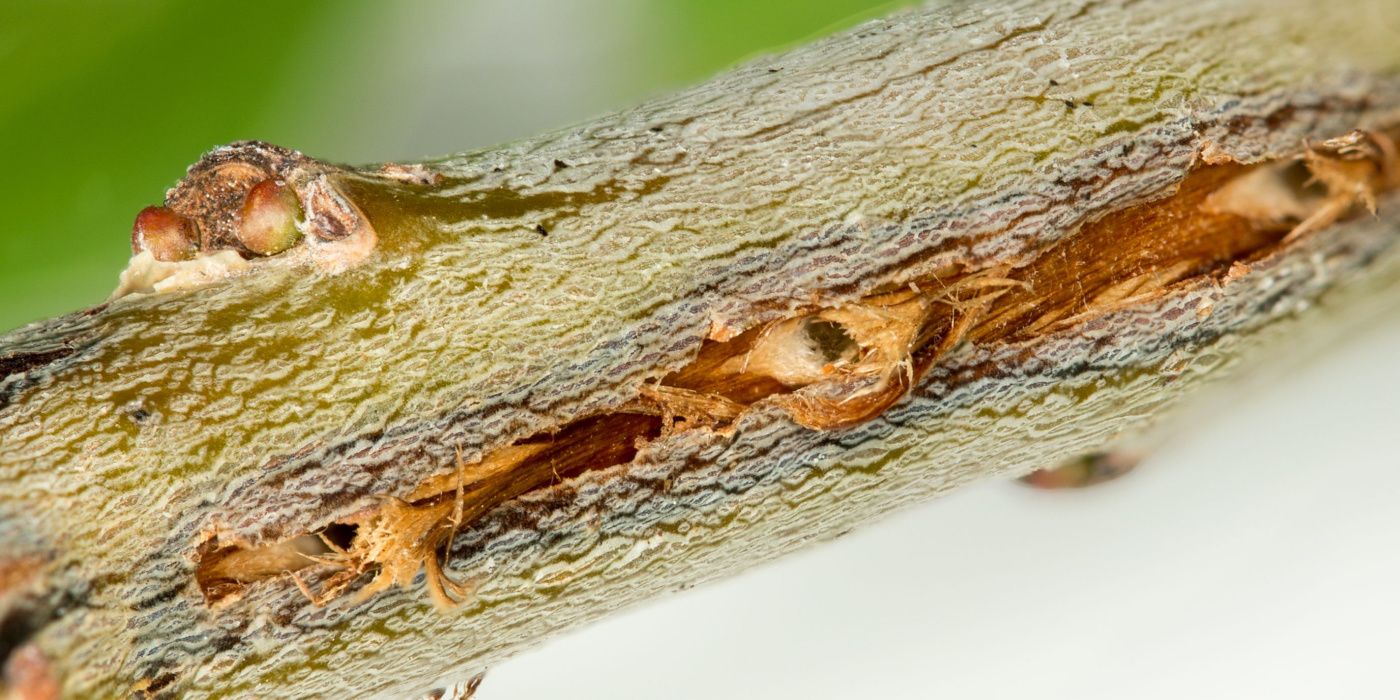 How to Protect Your Plants From Swarms of Cicadas