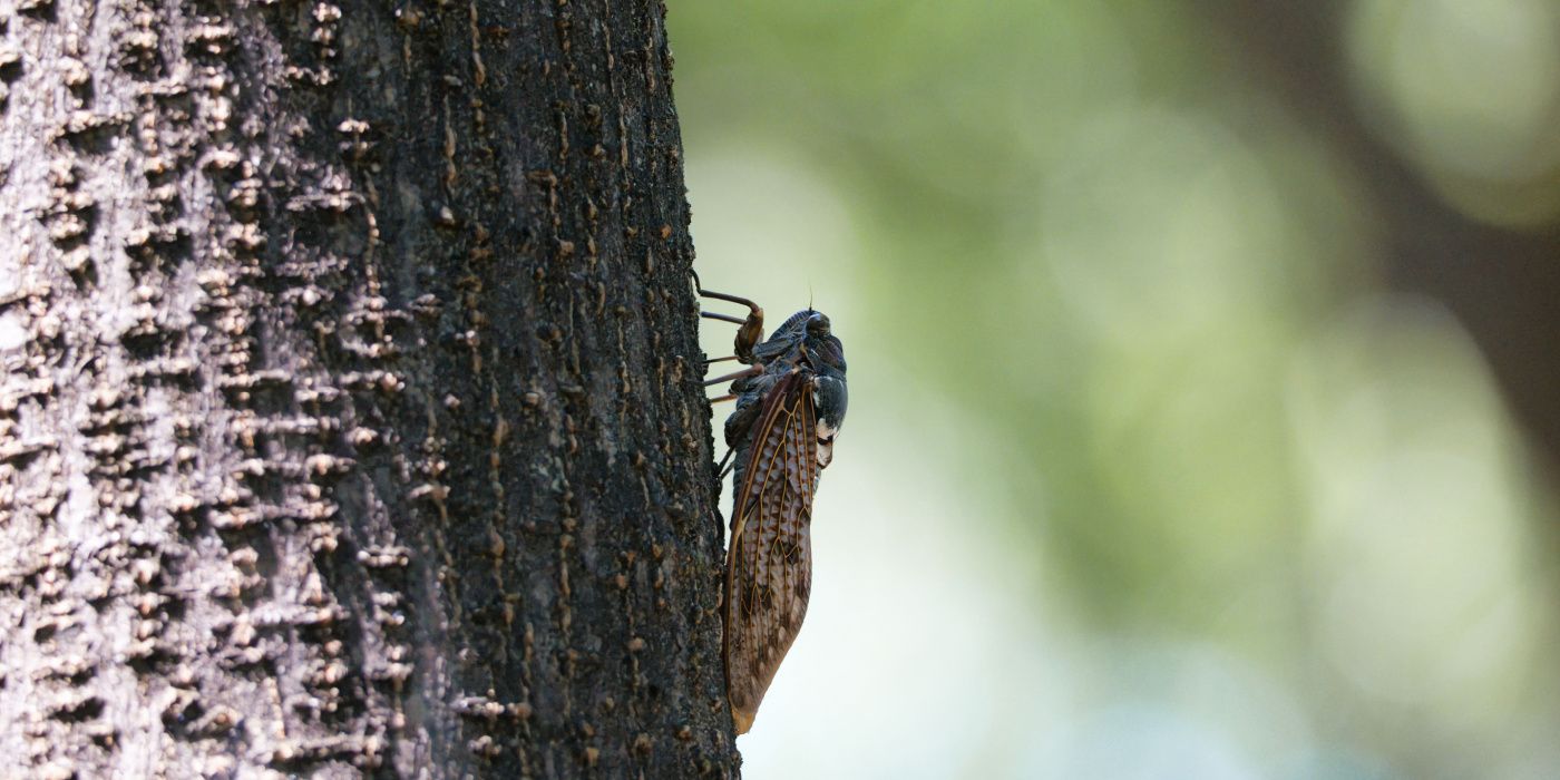 How to Protect Your Plants From Swarms of Cicadas