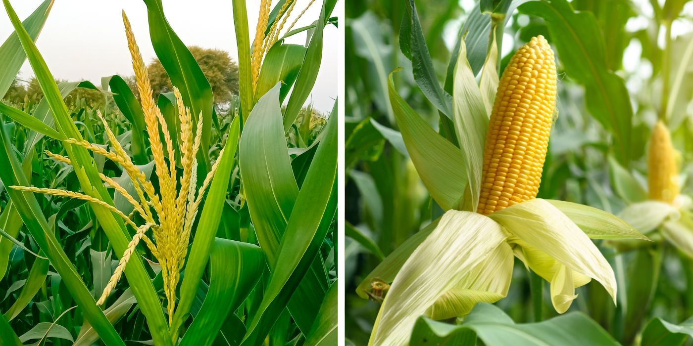 6 Fruits and Vegetables That Look Nothing Like They Once Did