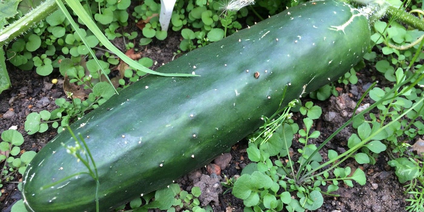 Common Vegetables That Are Fruits and You Never Knew