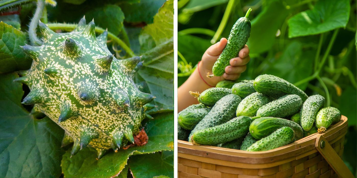 6 Fruits and Vegetables That Look Nothing Like They Once Did
