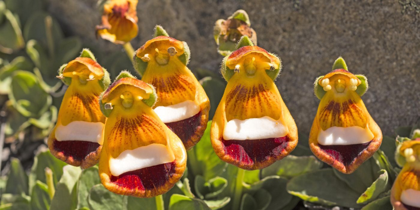 6 Rare and Unique-Looking Flowers to Add to Your Houseplant Collection