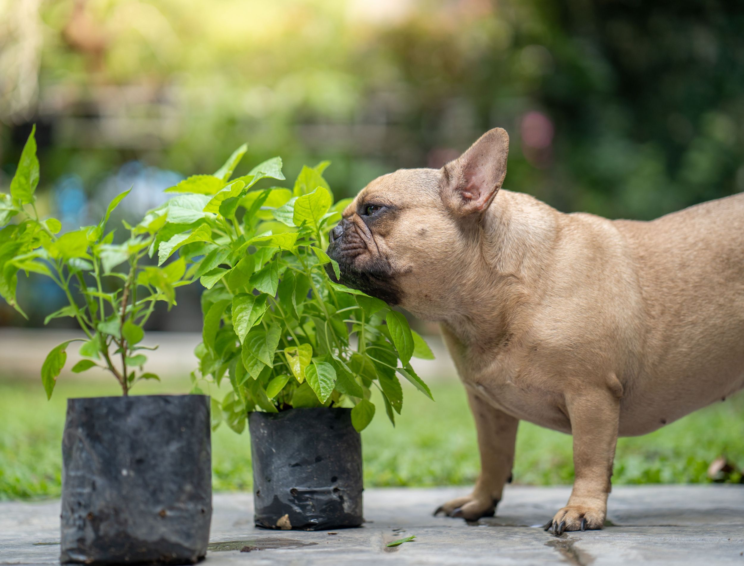 Why Do Pets Chew Plants? Unveiling the Reasons and Remedies