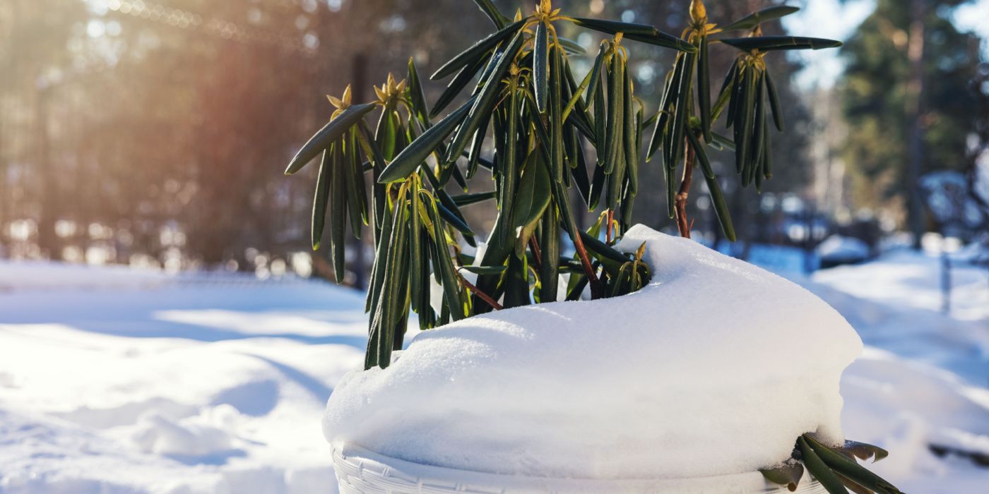 6 Reasons You Want to See Snow in the Garden