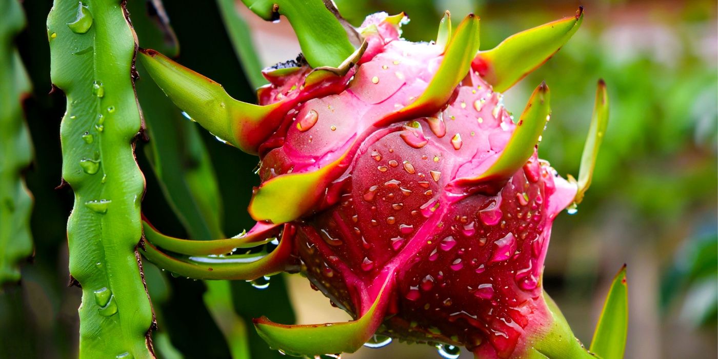How to Grow the Dragon Fruit Cactus