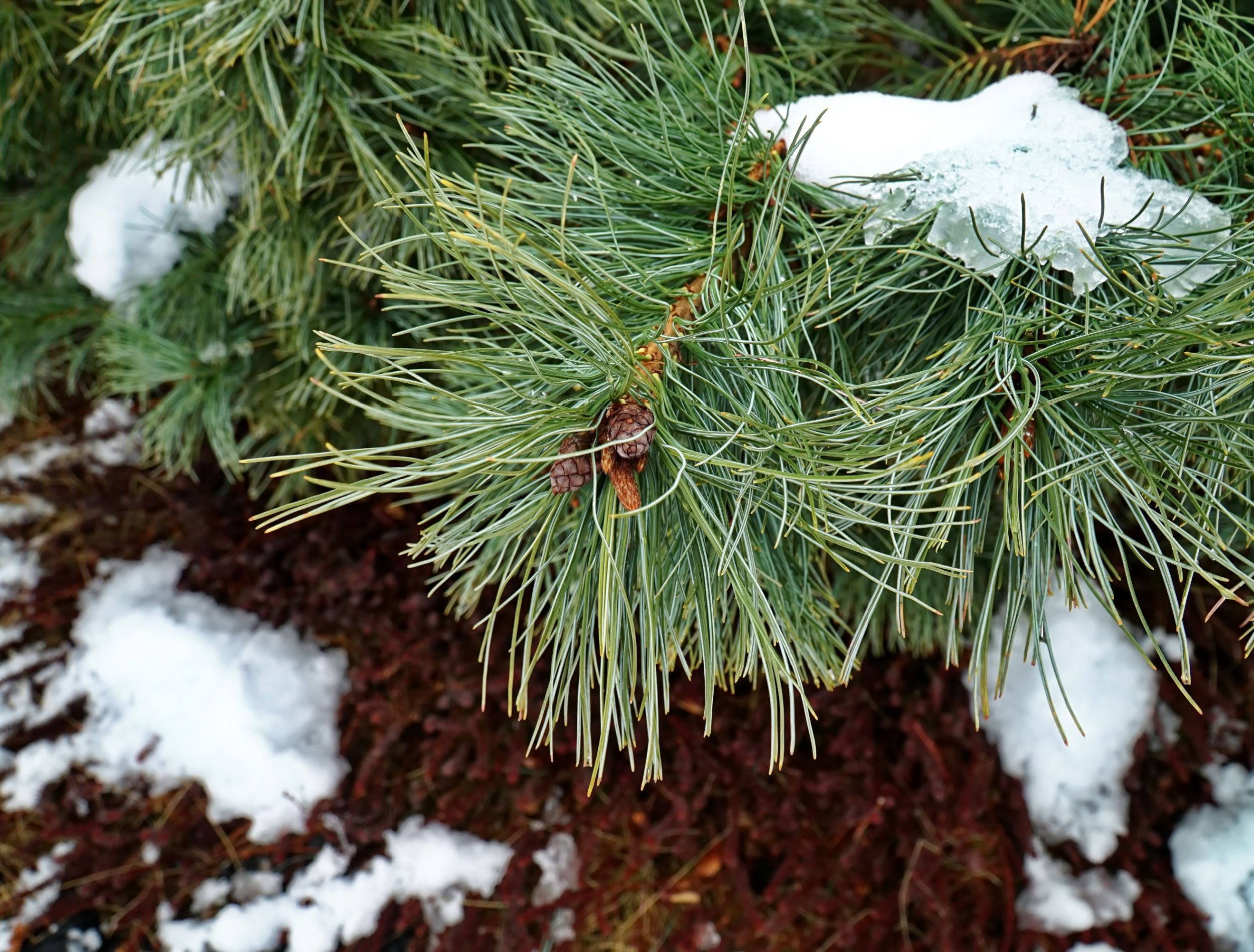 Create a Whimsical DIY Winter Garden with a Mini Conifer Forest
