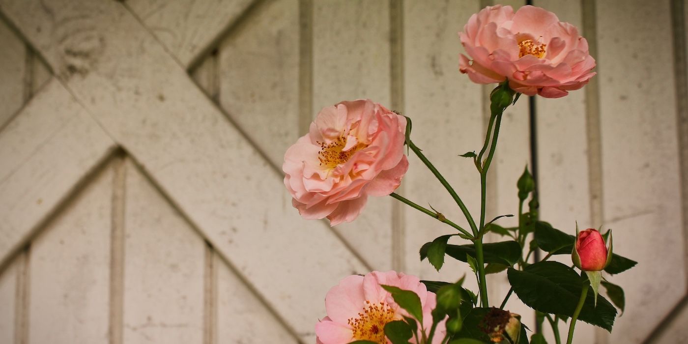 Choose Weather Resistant Plants For Strong Landscaping