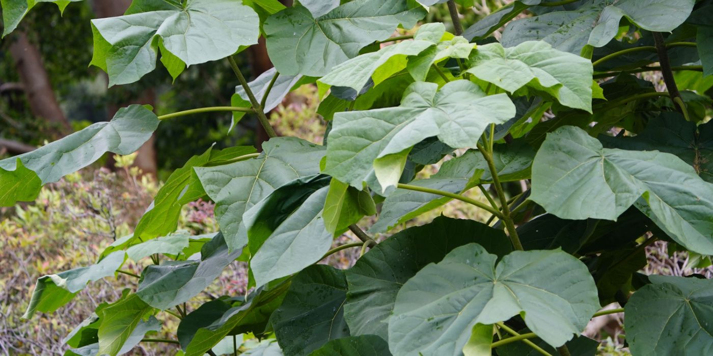 Got Trees? Remove Invasive Species This Winter