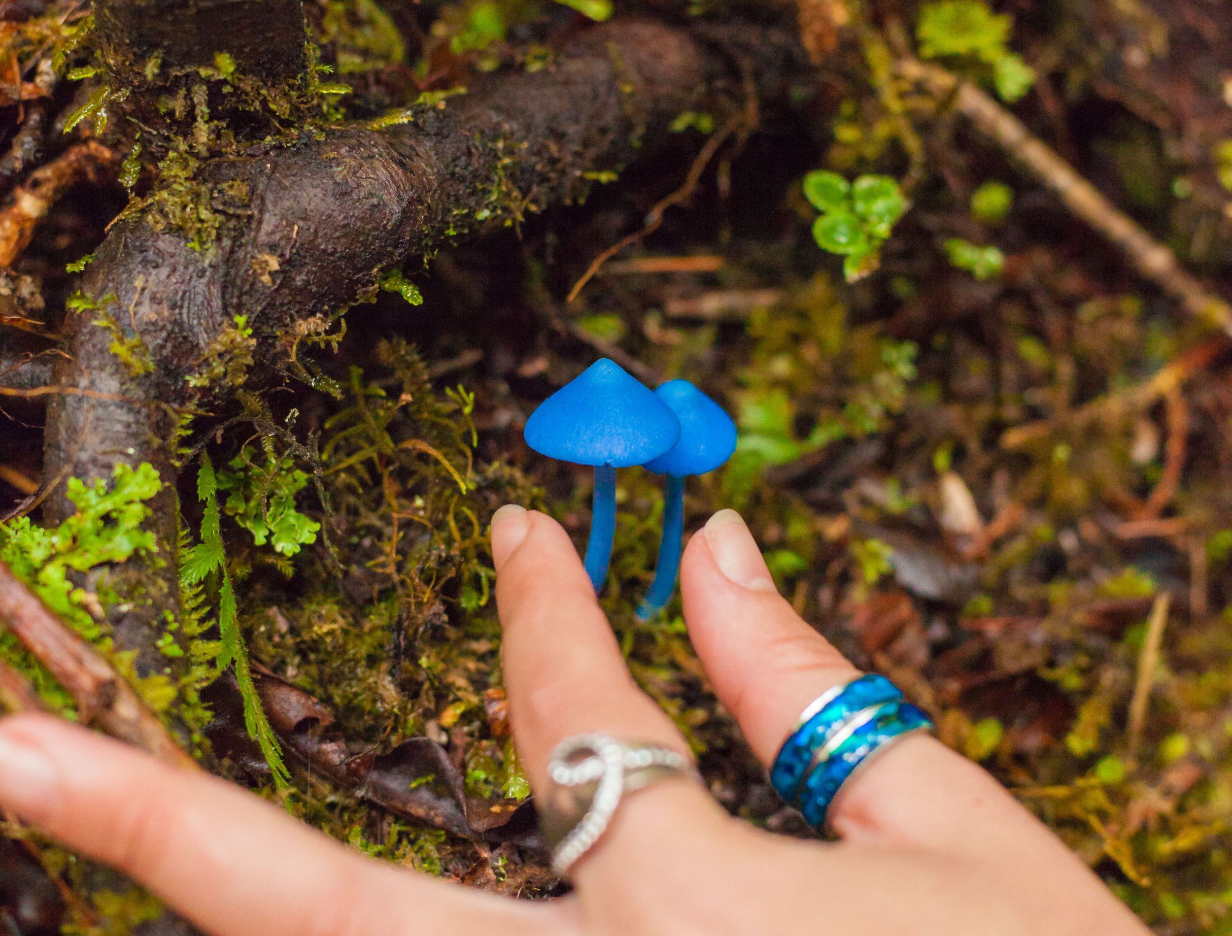 A Guide to Common Winter Mushrooms