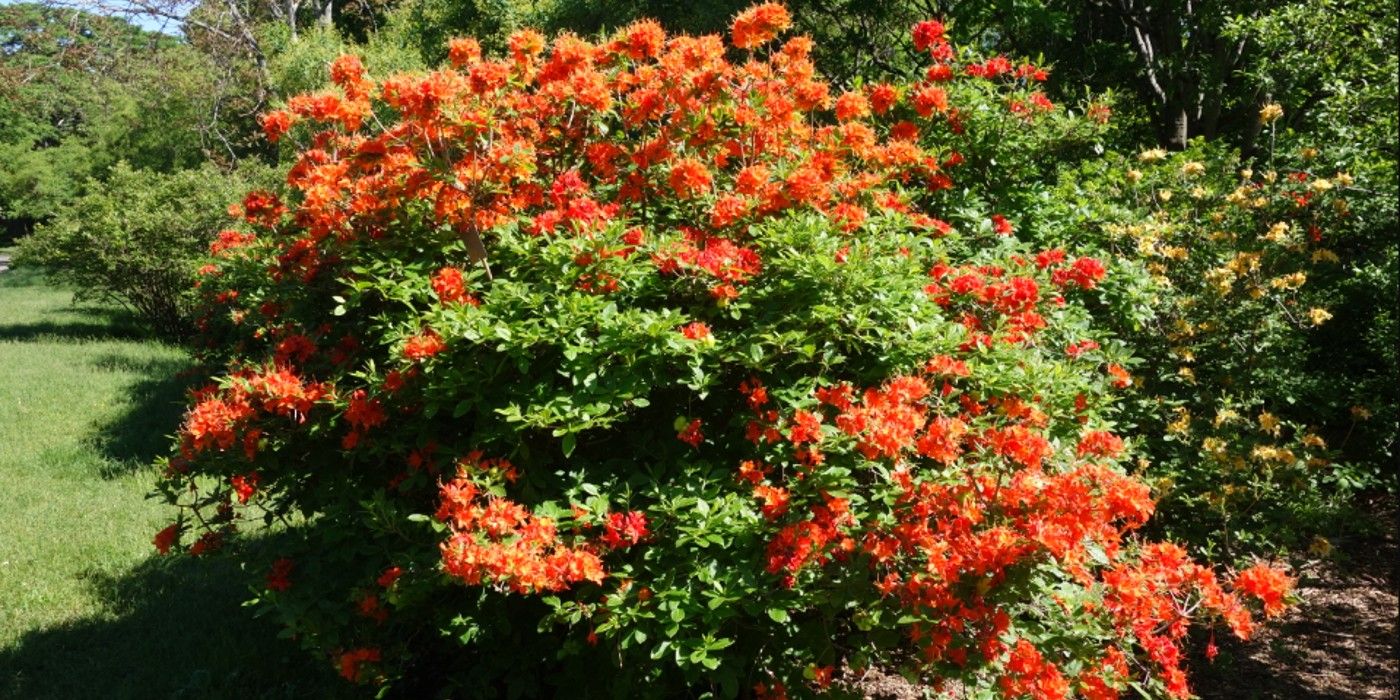 6 Plants That Are Going Extinct and Why