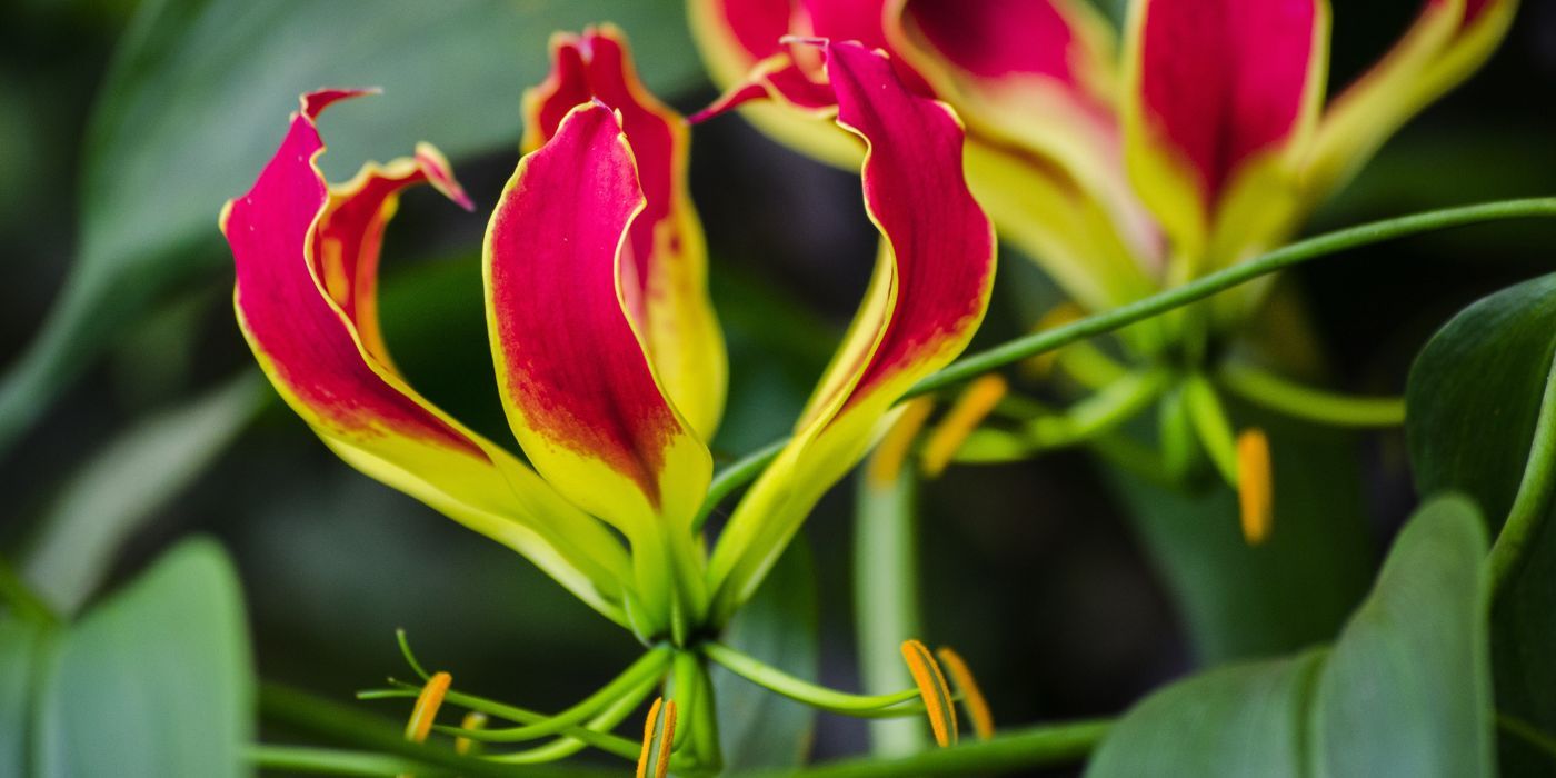6 Rare and Unique-Looking Flowers to Add to Your Houseplant Collection
