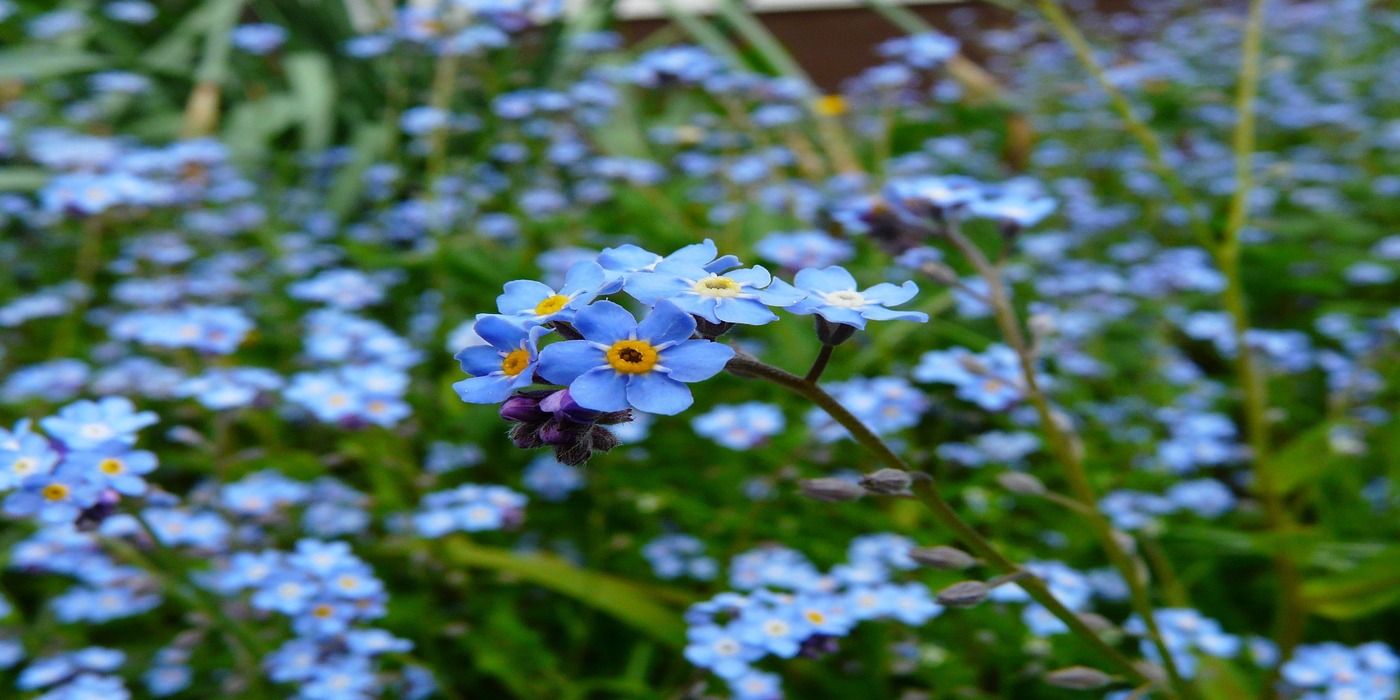 Transform Your Garden with the Royal Family's Favorite Flowers