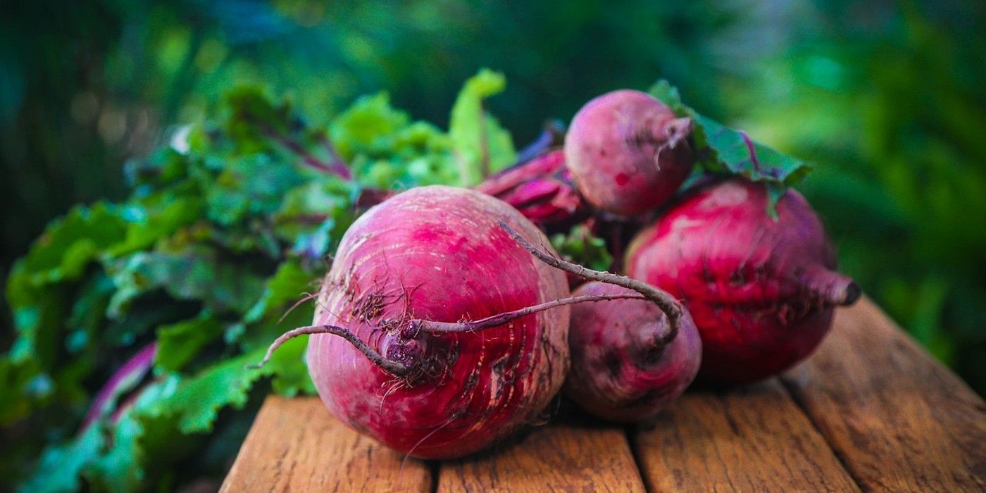 How to Grow and Care for Beets in Your Container Garden