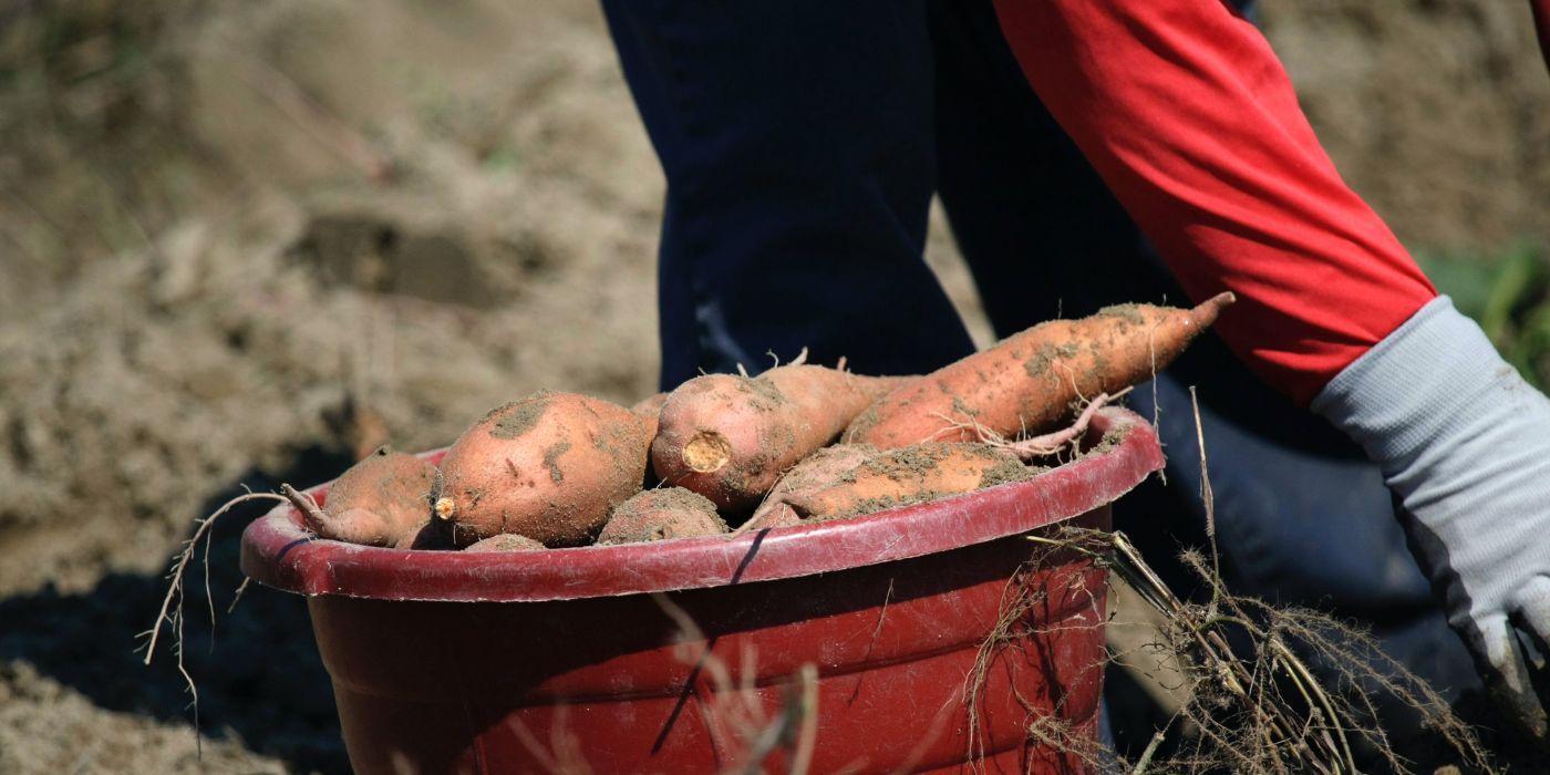 4 Paleolithic Plants That Have Changed Since the Stone Age