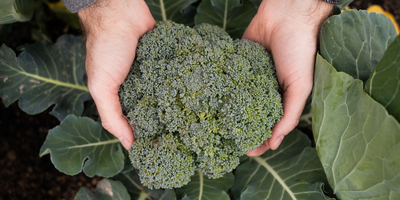 4 Paleolithic Plants That Have Changed Since the Stone Age