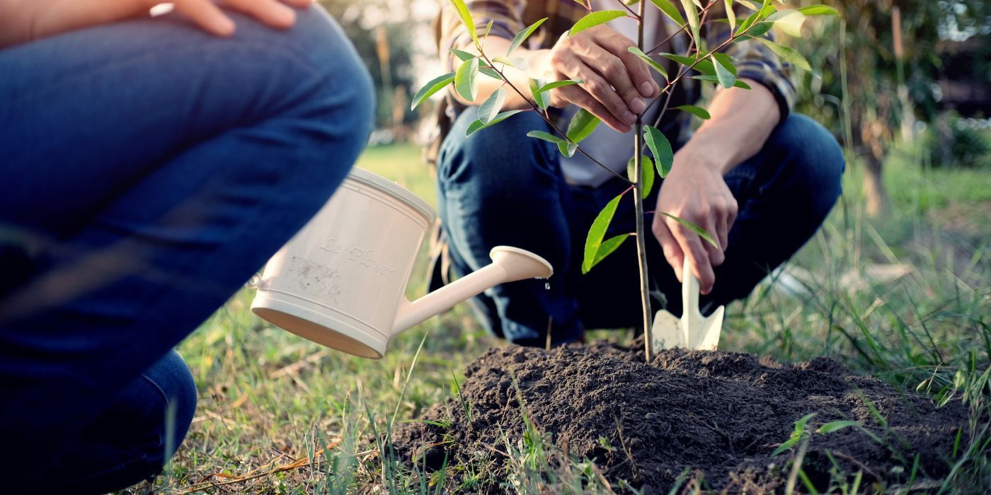 Creating a Vibrant Garden Oasis with Lilac Shrubs
