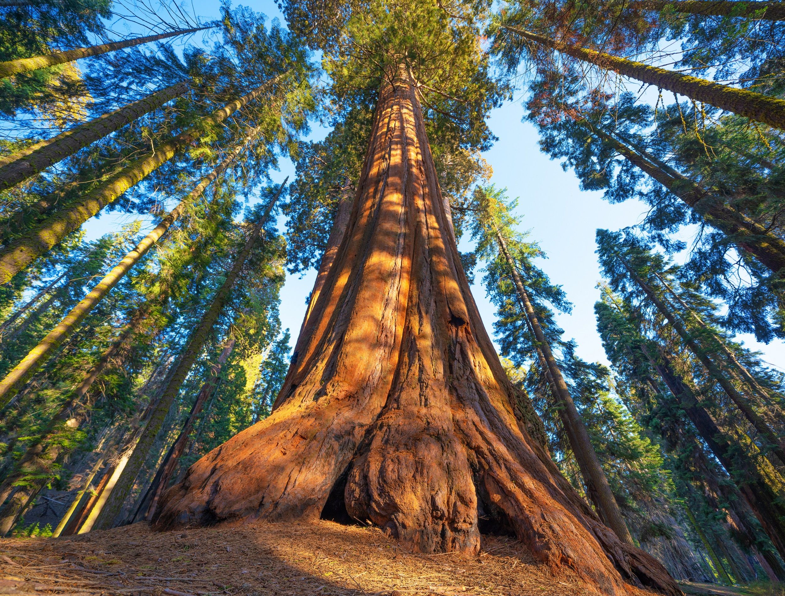 Backyard | BackyardBoss