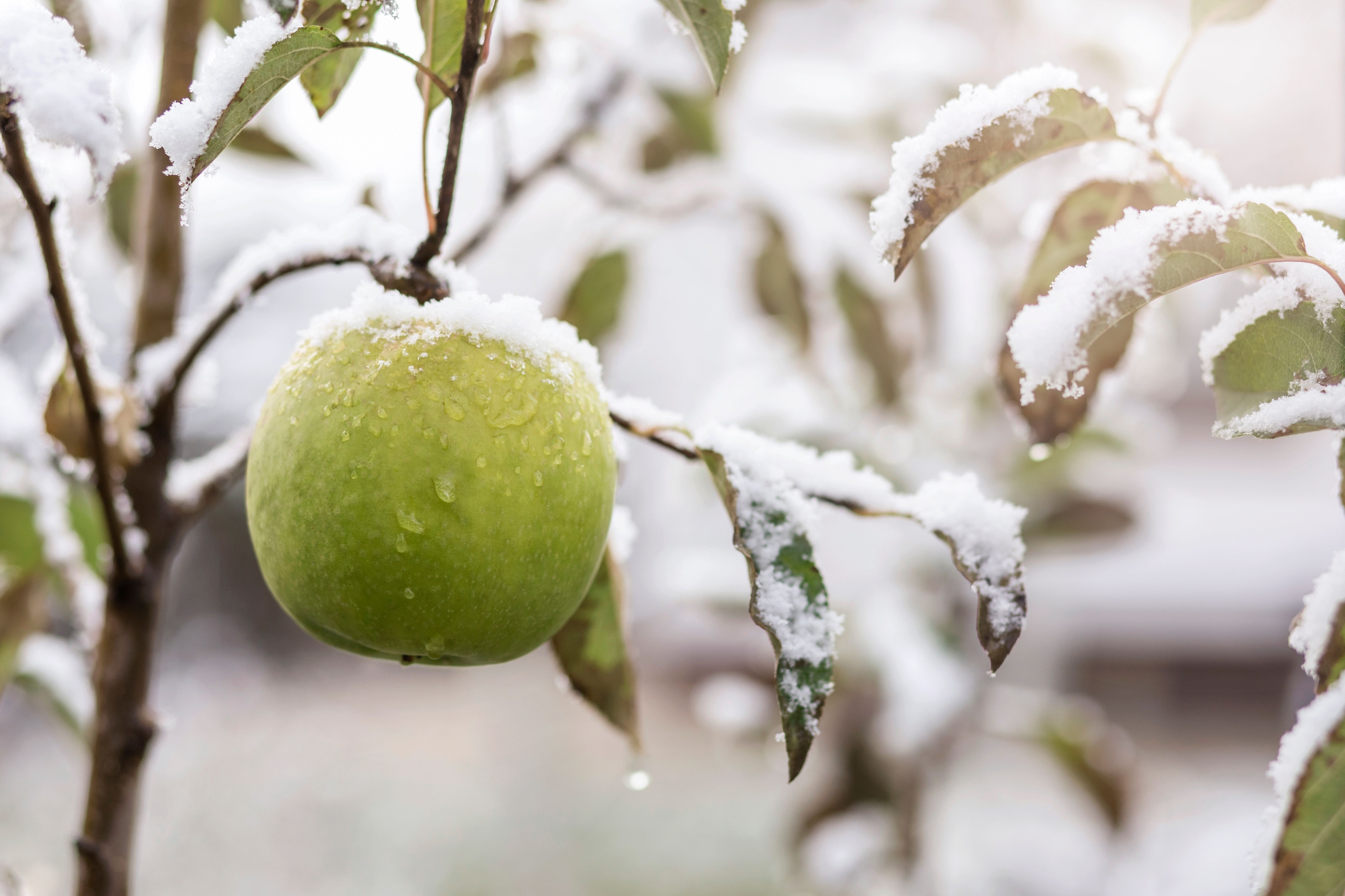 Frost-Proof Gardens: The Essential Guide to Winterizing Your Green Space