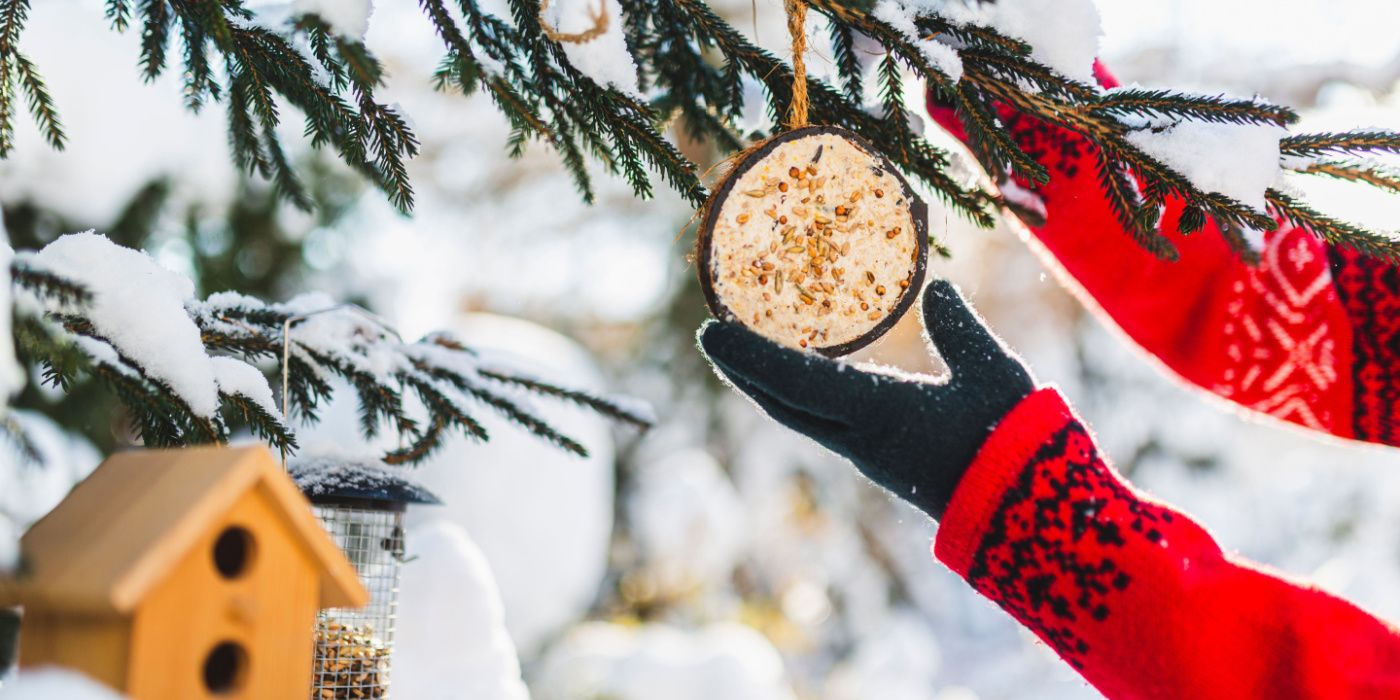 Feathers & Frost: A Guide to Winter Bird Sanctuary in Your Backyard