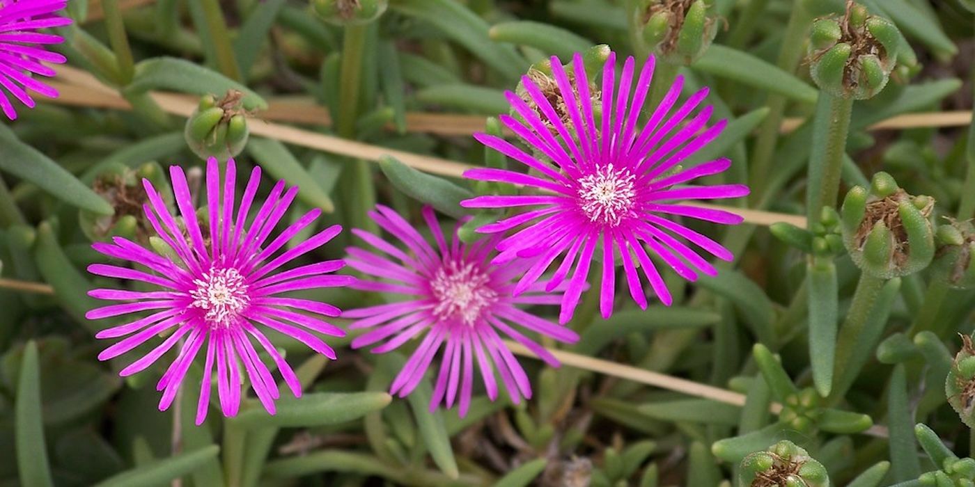 Choose Weather Resistant Plants For Strong Landscaping