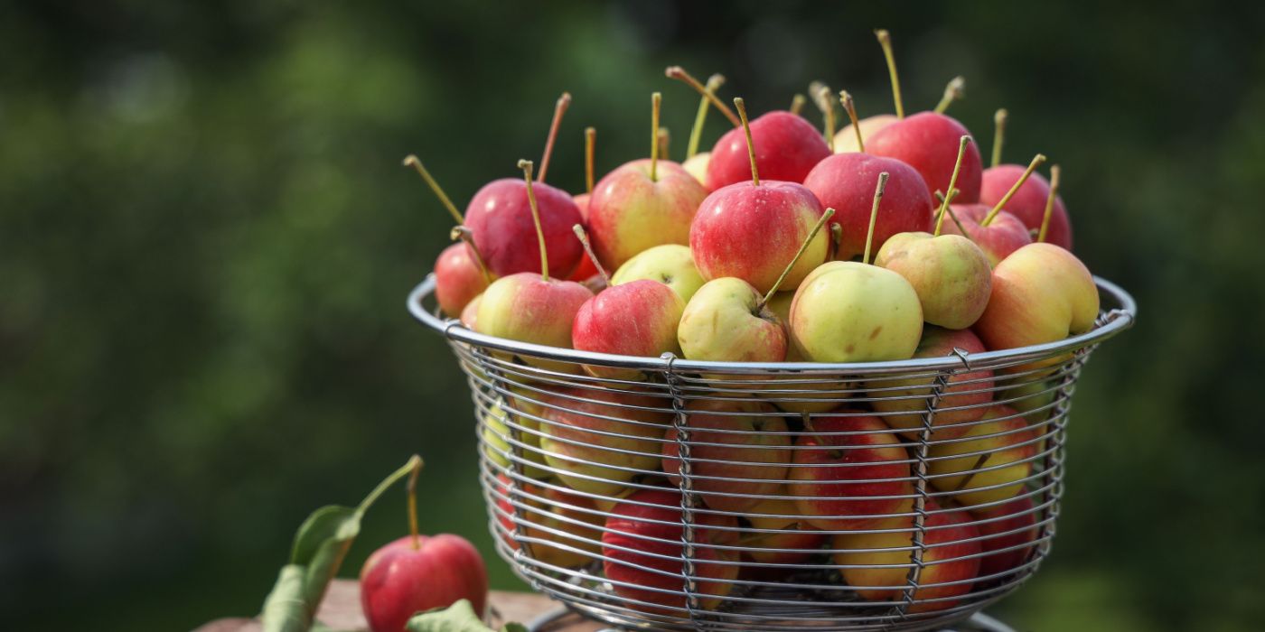 Crabapples: Winter's Best-Kept Culinary Secret