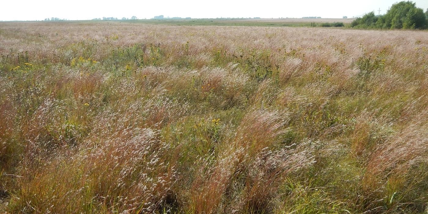 Choose Weather Resistant Plants For Strong Landscaping