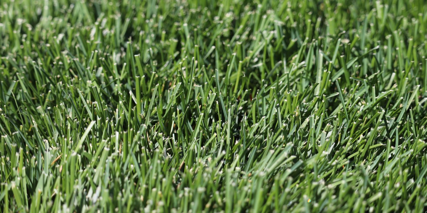 What Are the Best Types of Grass For Your Lawn?
