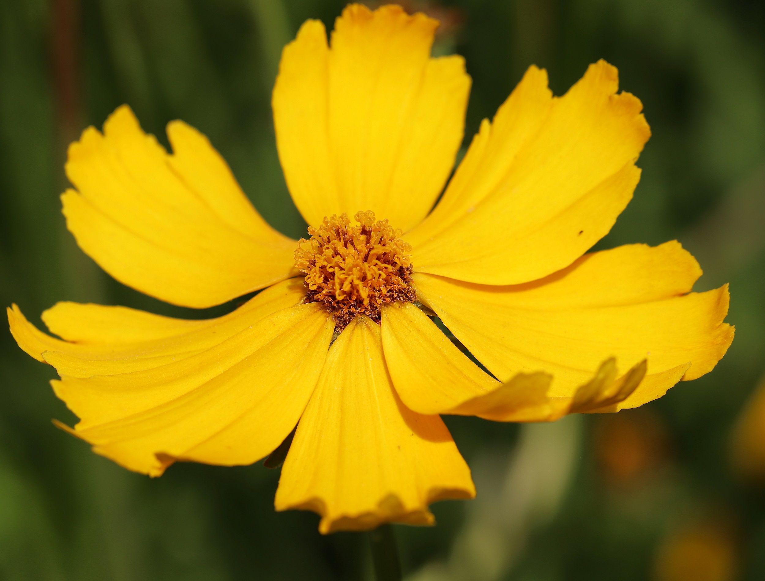 Coreopsis lanceolata: Your Lance-leaf Coreopsis Guide