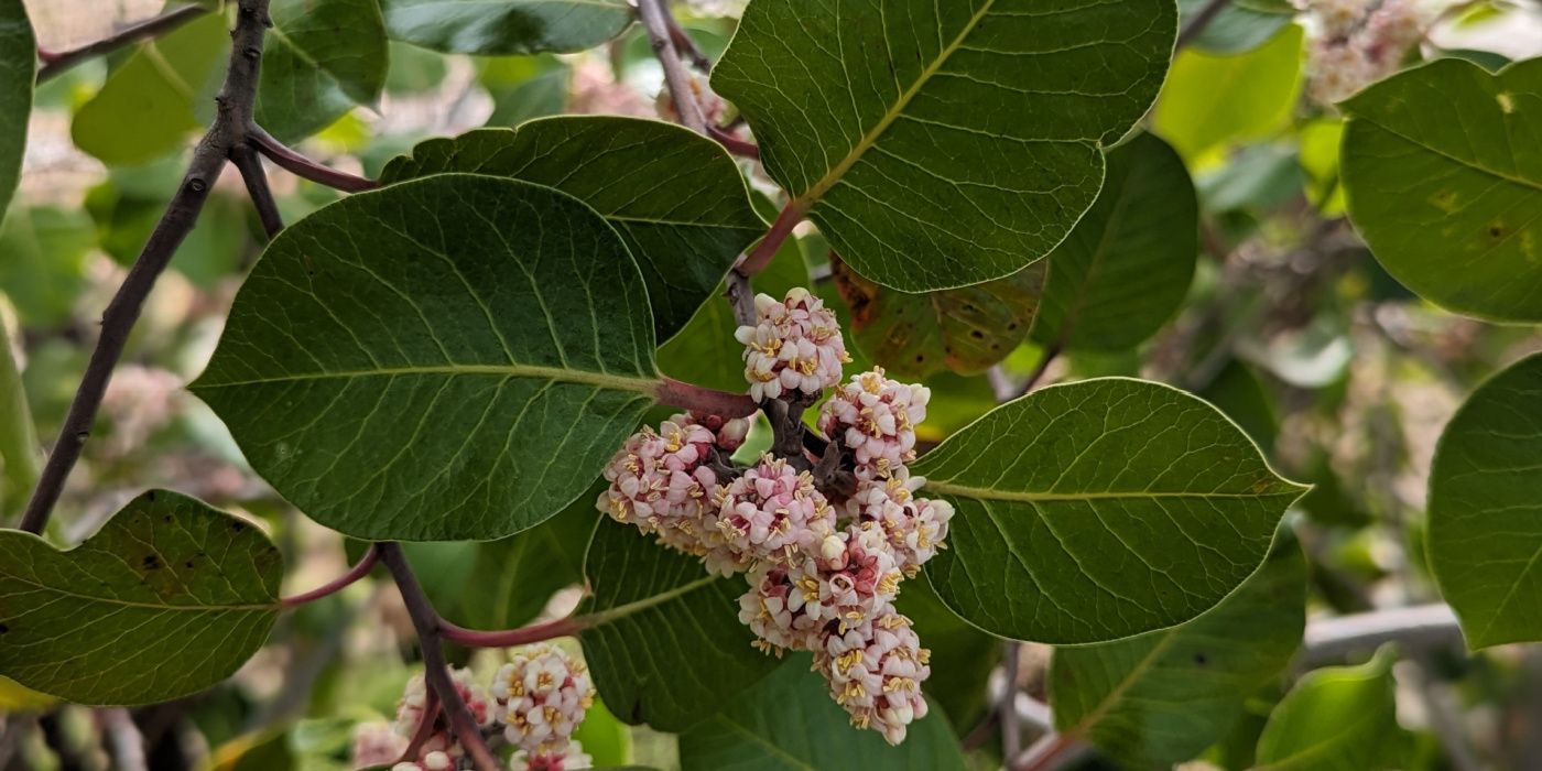 Discover the Diversity: 8 Sumac Tree Varieties for Your Landscape