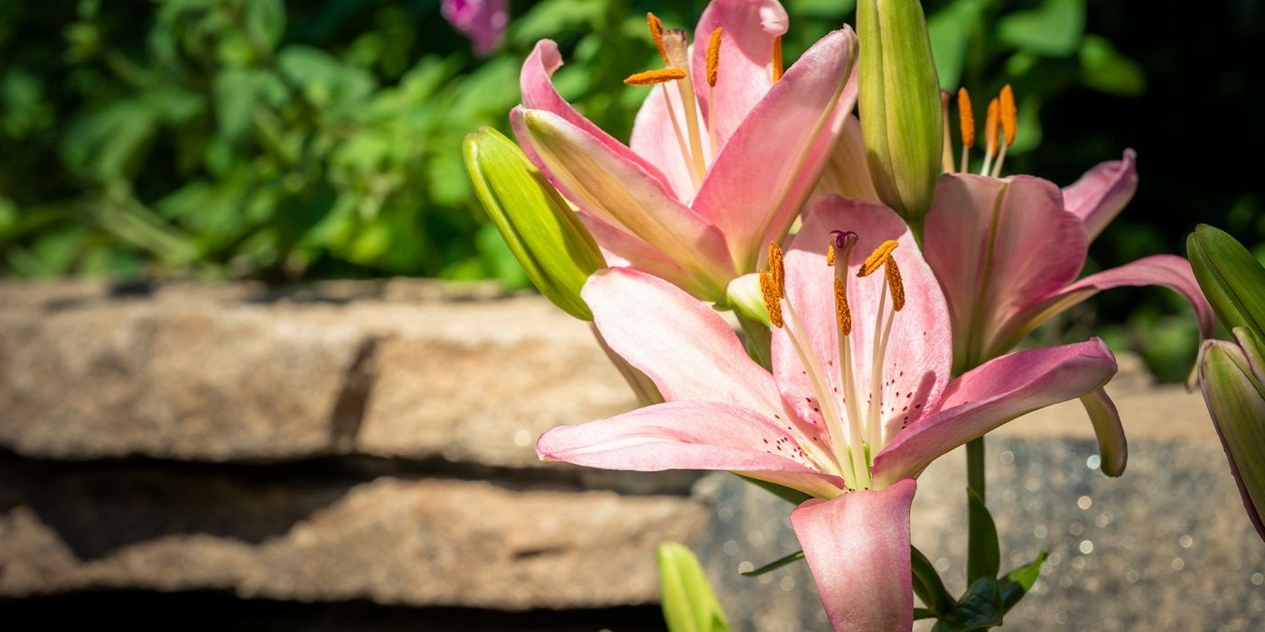 Grow Fragrant Outdoor Plants to Create a Sweet Escape