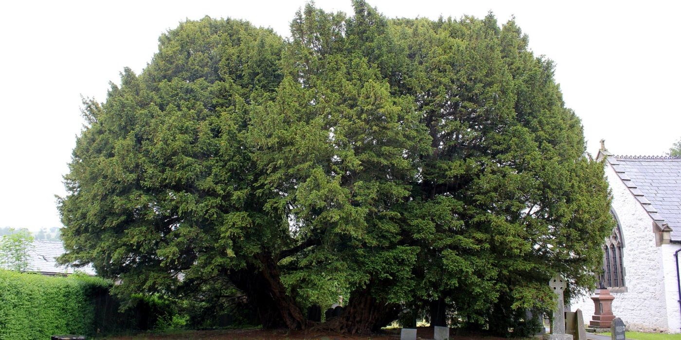 Ancient Giants: Exploring the Oldest Trees on Earth